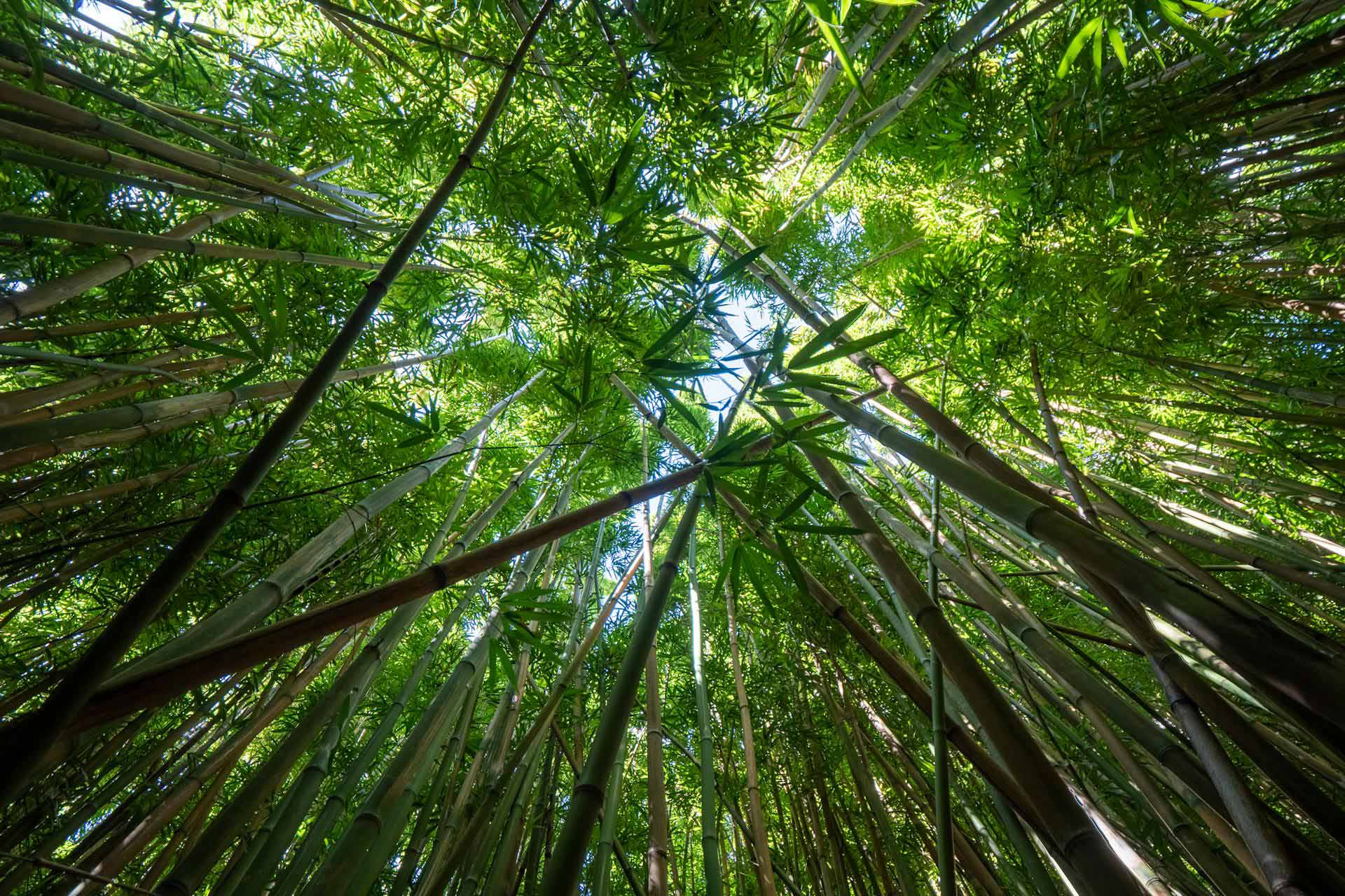 Water Reeds for Thatched Roofing - EMG – Eco Material Group